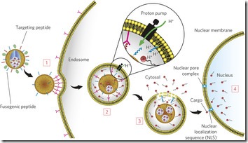 Mejorando el transporte de fármacos a través del uso de protocélulas ...